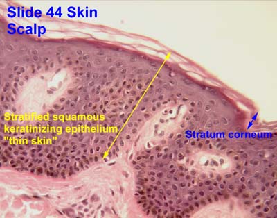 Epithelium